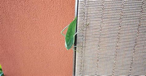 Giant Katydid Album On Imgur