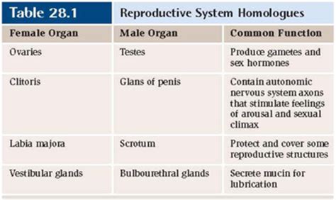 Reproductive System Flashcards Quizlet