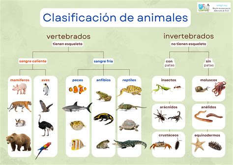 Mapa Animales Aula Pt