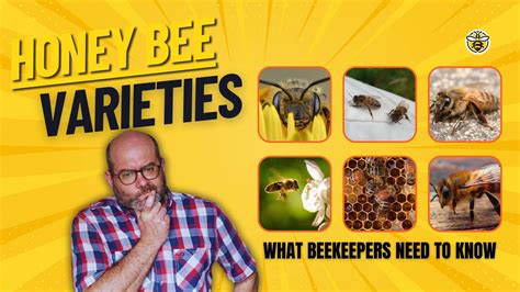 The Best Honey Bee Varieties For Beginners And Experts Alike