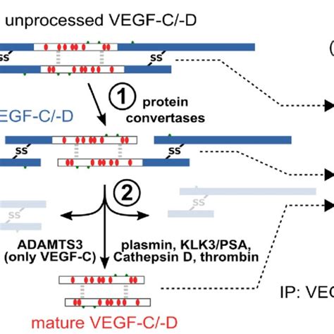 Two Proteolytic Cleavages Are Needed To Activate Vegf C And Vegf D The