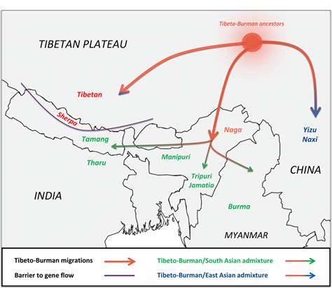 Map Showing The Hypothesized Tibeto Burman Migratory And Admixture
