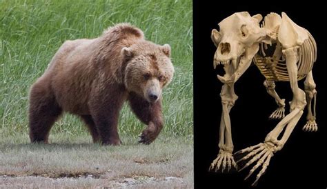 Skeleton Of A Grizzly Bear Tiere Natur