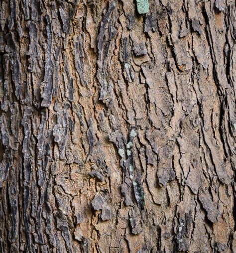 Close Up Bark Stock Image Image Of Europaea Outdoor 54682215