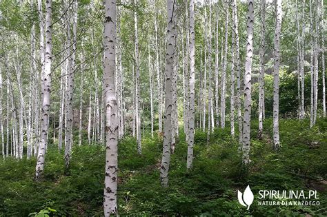 Brzoza Algi Spirulina I Chlorella