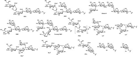 Antigen Presenting Cells