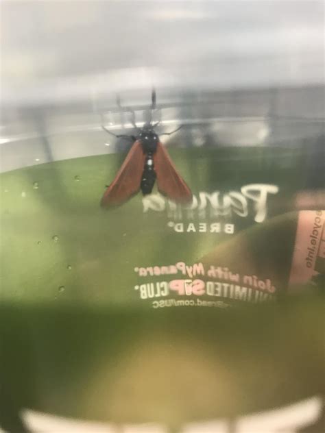 What Is This Bug My Coworker Found North Florida Rwhatsthisbug