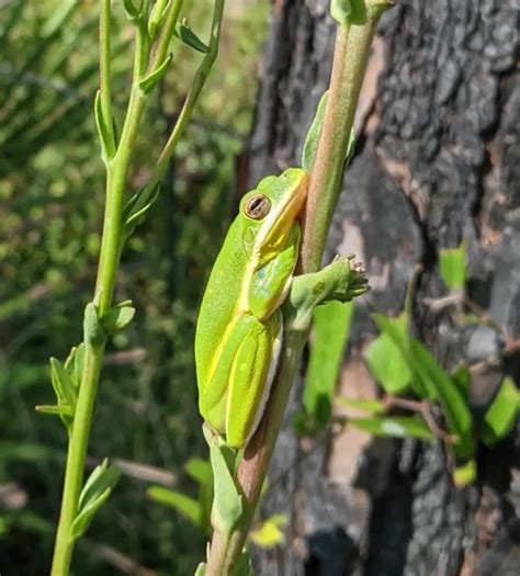 American Green Tree Frog Facts Diet Habitat And Pictures On Animaliabio