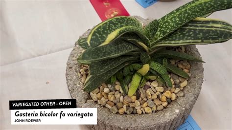 Succulents Identification Gasteria Bicolor Fa Variegata Youtube