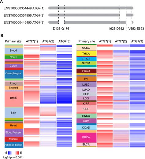 Atg7 Isoforms Show Differential Expression Pattern A Schematic
