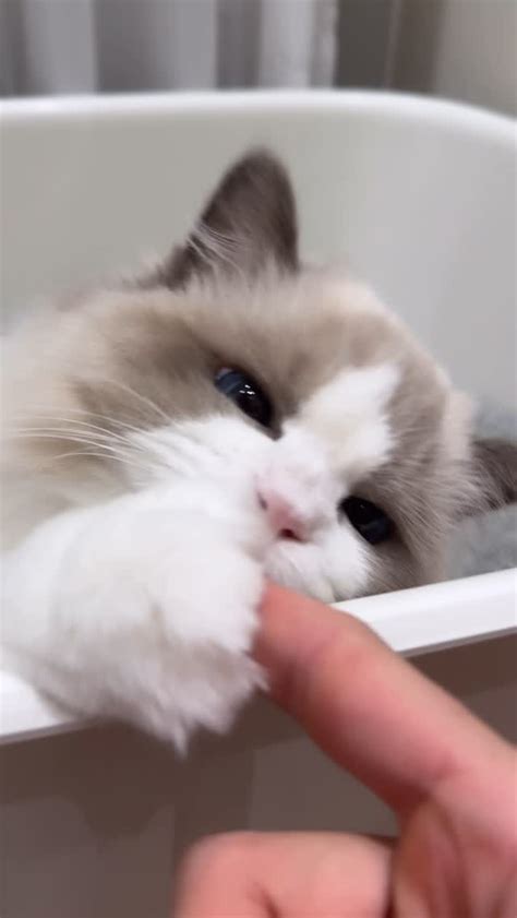 랙돌 메이 May 화장실에서 사냥하기 🚾 냥스타그램 냥 고양이 냥이스타그램 랙돌 랙돌고양이 미묘 미묘냥 🐈 고양이그램 고양이스타그램