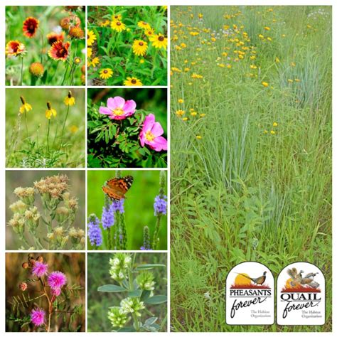 Loess Mixed Grass Prairie Seed Mix Nebraska Pheasants Forever