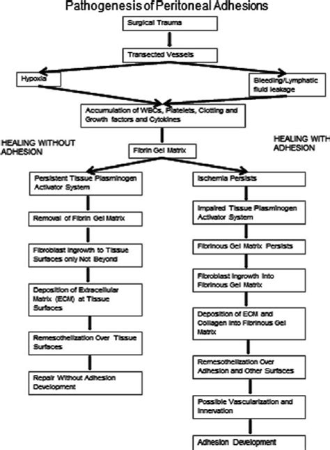 Proposed Scheme For The Pathogenesis Of Peritoneal Adhesion Development