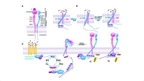 Inside Out Pathway Of Integrin B2 Activation A Structure Model Of Download Scientific