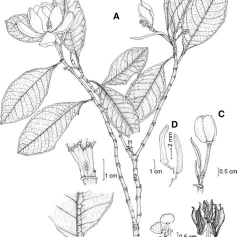 Ml Phylogenetic Tree Of 10 Selected Magnoliaceae Chloroplast Sequences