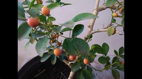 Murraya Plant نبات الموريا كامل Youtube