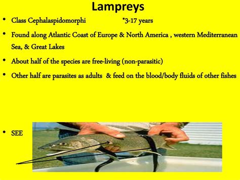 Ppt Hagfish Powerpoint Presentation Free Download Id2046872