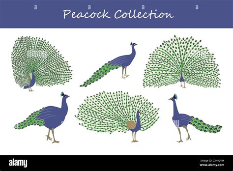Peacock Feature Stock Vector Images Alamy