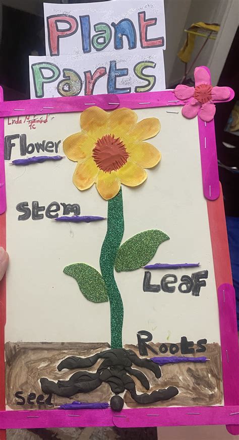 Grade 1 Science Project In 2025 Science Projects Parts Of A Plant Projects