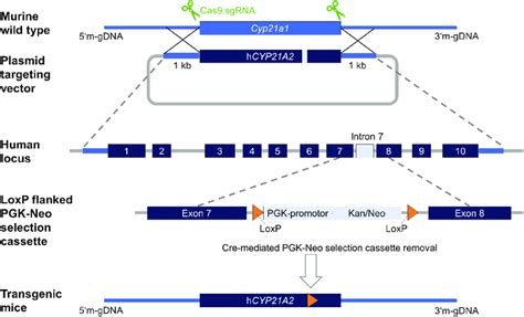 Generation Of The Transgenic Cyp21a2 Mouse Model Schematic