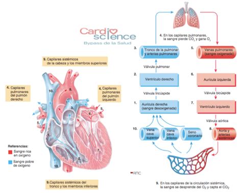 Etapas Da Circulacao Pulmonar Circulación Pulmonar Y Circulación