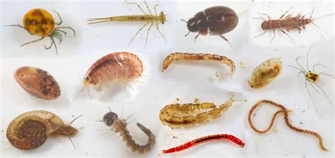 Life Underwater Aquatic Macroinvertebrates