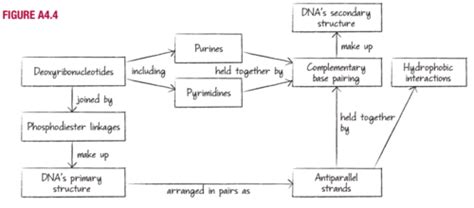 Primary Structure Mastering Biology
