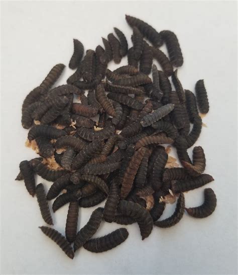 Black Soldier Fly Larvae Bsfl Mantid Kingdom