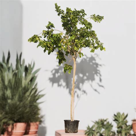 Pongamia Pinnata Pongamia Tree Buy Online In Uae Plantes Ae