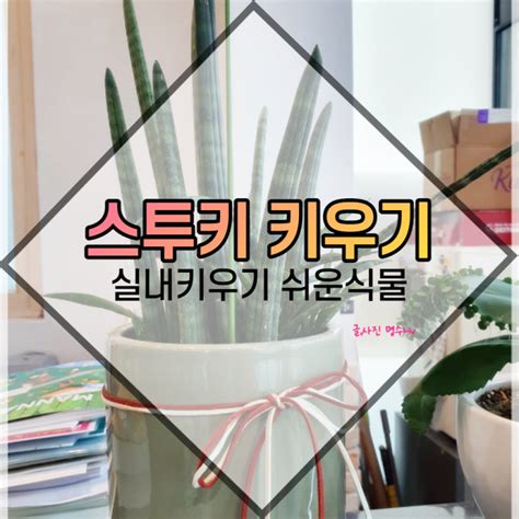 실내식물 스투키 키우기 어렵지 않아요 물주기 주의사항 네이버 블로그