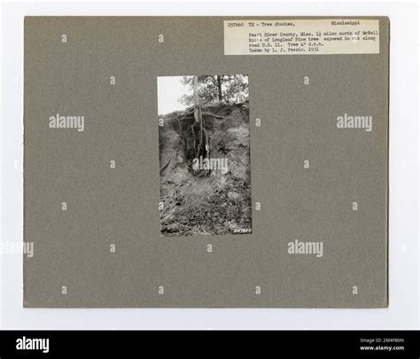 Tree Identification Pine Longleaf Photographs Relating To National