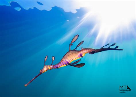 Photographer Spotlight Matt Testoni • Scuba Diver Life