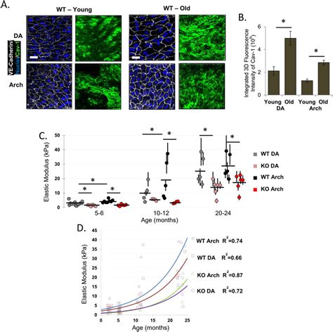 Age Associated Increase In Mouse Aortic Endothelial Stiffening Is Download Scientific Diagram