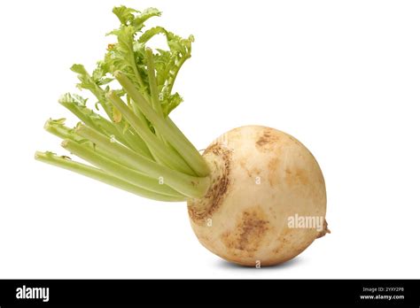 Radish Root Vegetable With Round Bulb And Cluster Of Green Leaves