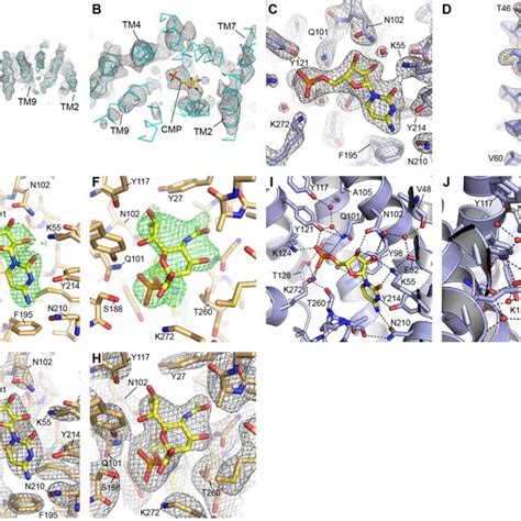Figure Supplement 1 Electron Density Maps A A Density Modified Download Scientific Diagram