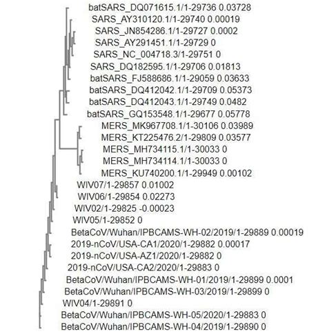 Phylogenetic Tree Contains Sars Cov Sars Cov Bat Mers And Sars Cov2