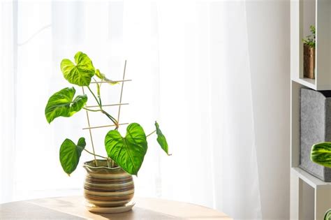 Página 2 Verruca Imagens Download Grátis No Freepik