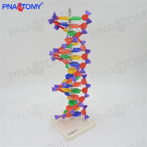 Dna模型图片手工双链第4页大山谷图库