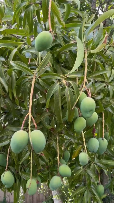 Mango Tree Varieties 2026