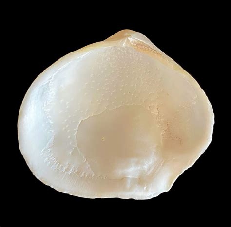 Cognata Tellin Shell Mexican