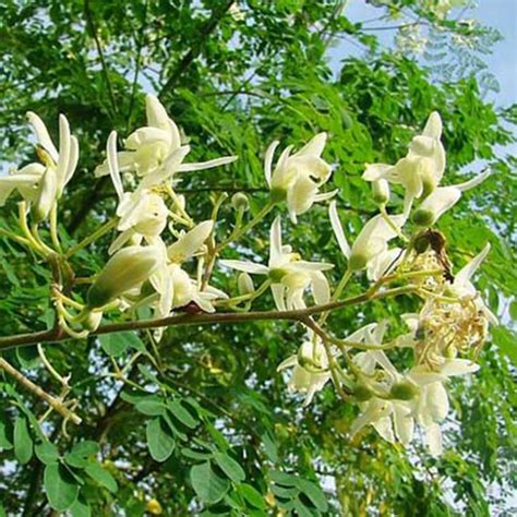 Moringa Oleifera Seeds Premium Drumstick Tree Fast Growing Multi