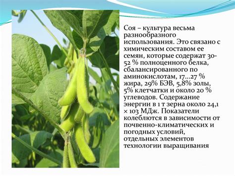 Технология выращивания сои - презентация онлайн