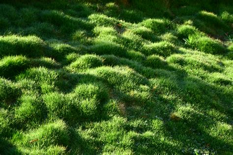 Zoysia Tenuifolia Temple Grass Zoysia Tenuifolia In Our Flickr