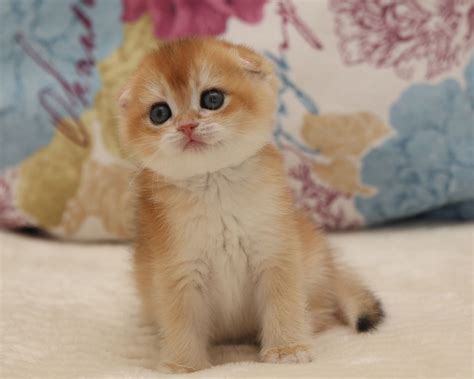 Viva Scottish Fold Female 2400 Kitten From Kitty Land Kittens Cattery
