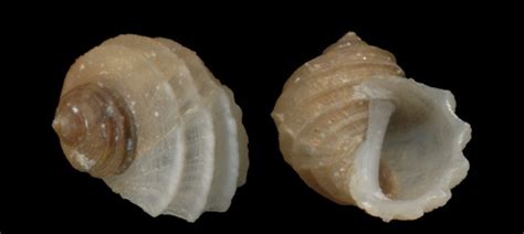 Fossarus Ambiguus