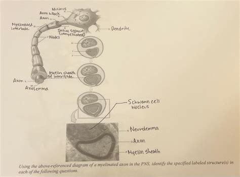 Solved Recified Labeled Structure S In Each Of The Chegg