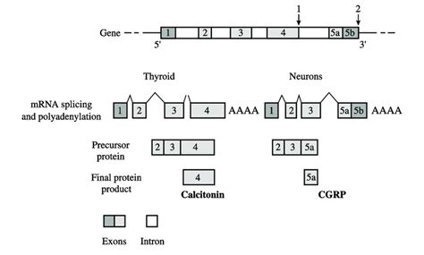 The Role Of Exon Selection In The Production Of Two Proteins From The