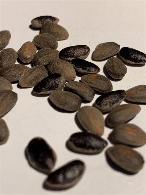 Identification Identify These Seeds Gardening And Landscaping Stack