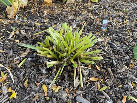 Hosta Care In Fall A Complete Guide To Caring For Hostas In Fall