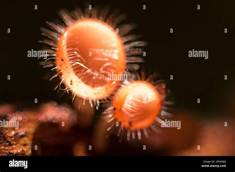 The Fungi Cup Thrives On A Dead Log Or Tree In The Phylum Ascomycota Phylum Ascomycota Is A